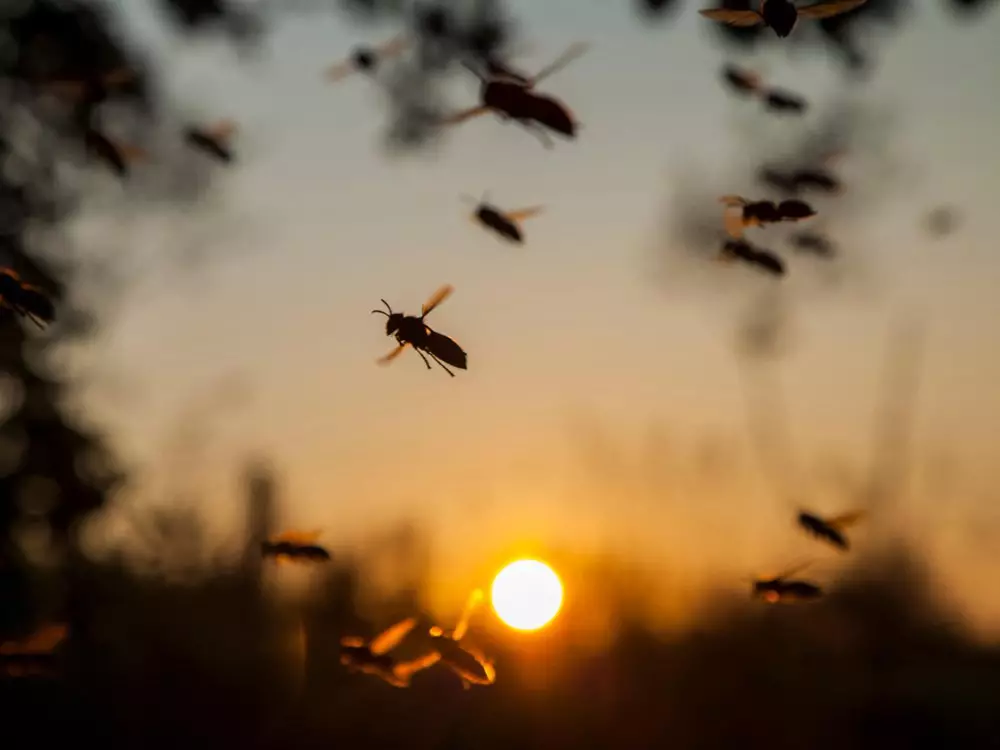 Ju Mẹta Mẹta ti Awọn kokoro Flying Sonu Lati Awọn Itọju Iseda Jẹmánì