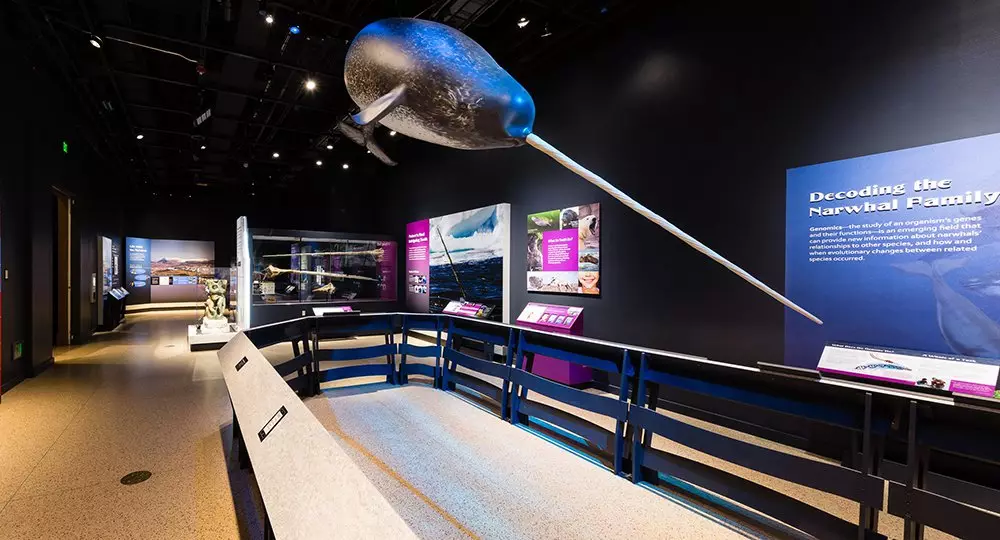 Narwhals, Narwhals, Swimming in the...Smithsonian?