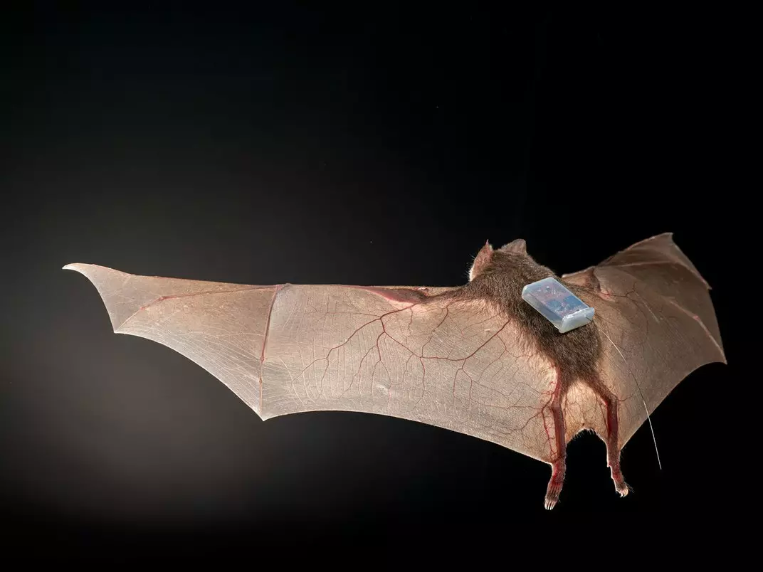 Vampire Bat With Tag