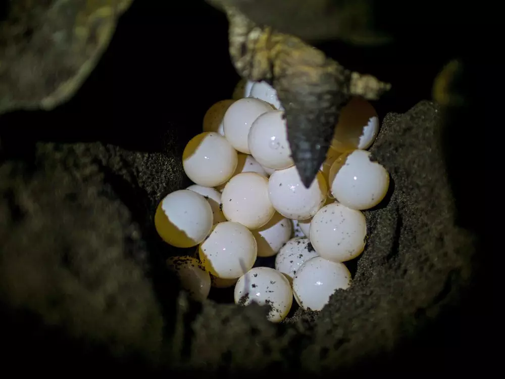 Genggaman telur penyu yang diletakkan di sarang