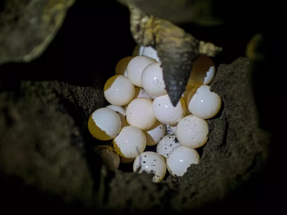 Frizione di uova di tartarughe marine che vengono deposte in un nido