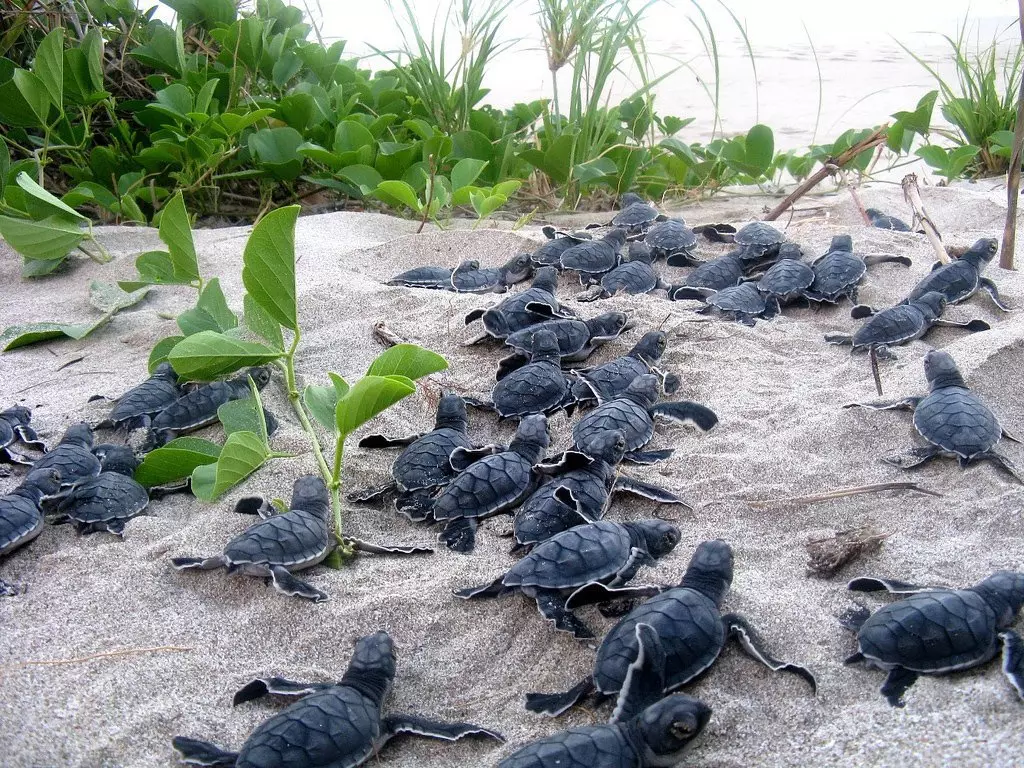 Yavru deniz kaplumbağaları, denize doğru yol alırken kumlu bir kıyıya tırmanıyorlar.