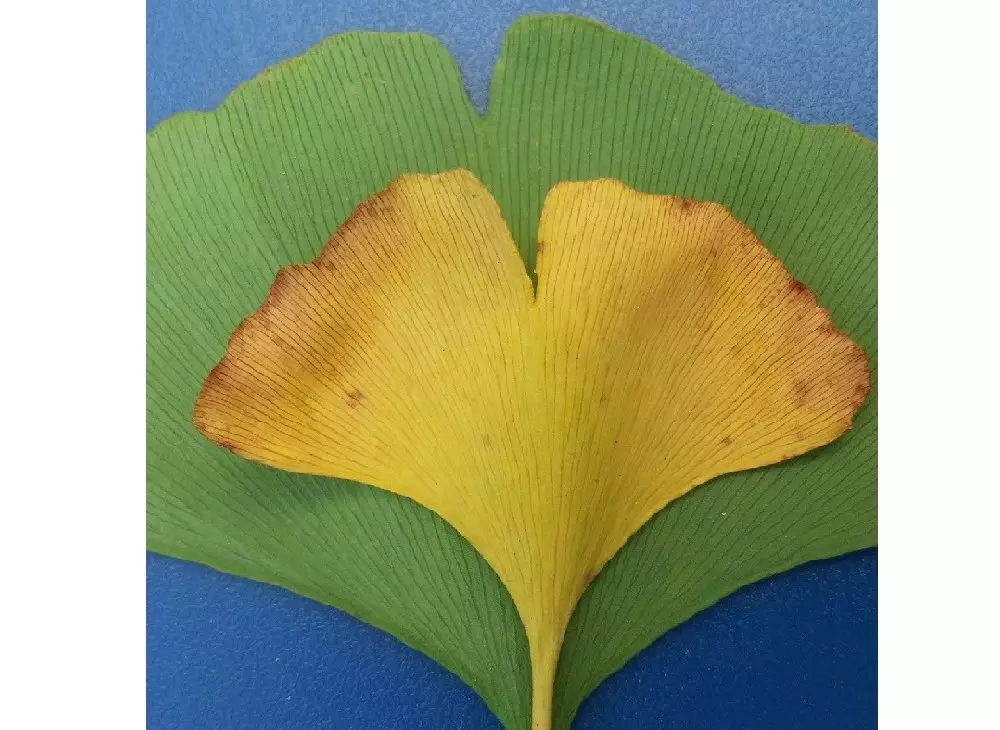 Daun ginkgo biloba tiasa janten konci pikeun ngarekonstruksikeun parobihan katukang dina karbon dioksida sareng iklim (Rich Barclay, Smithsonian).