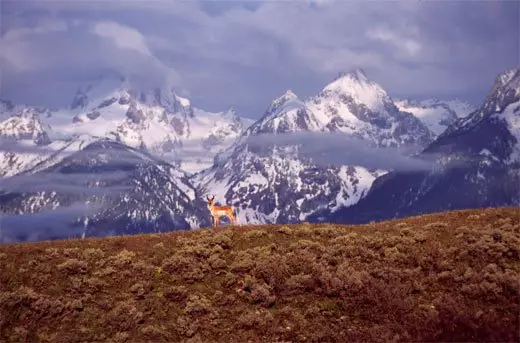 Taman negara Grand Teton tempat ternakan pronghorn semakin berkurangan