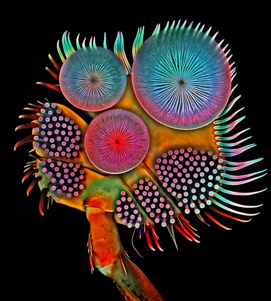 Foto Pemenang Hadiah Menangkap Keindahan Besar Dunia Mikroskopis 17440_2