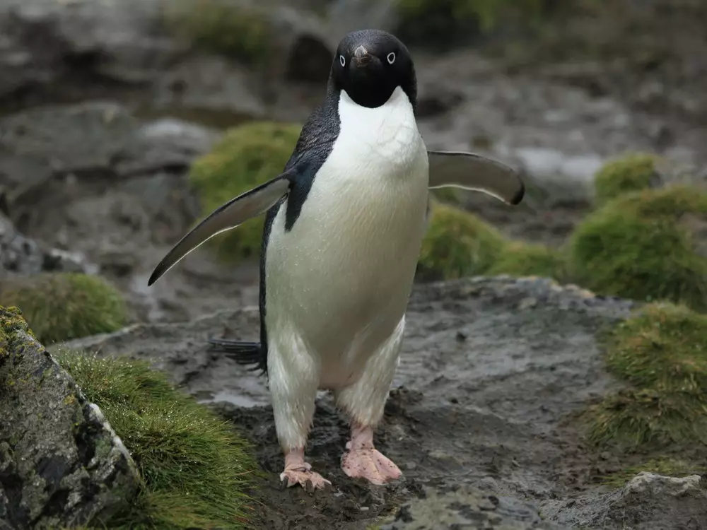 Kabeh Nanging Loro Adélie Penguin Chicks mati ing "Bencana" mangsa Breeding