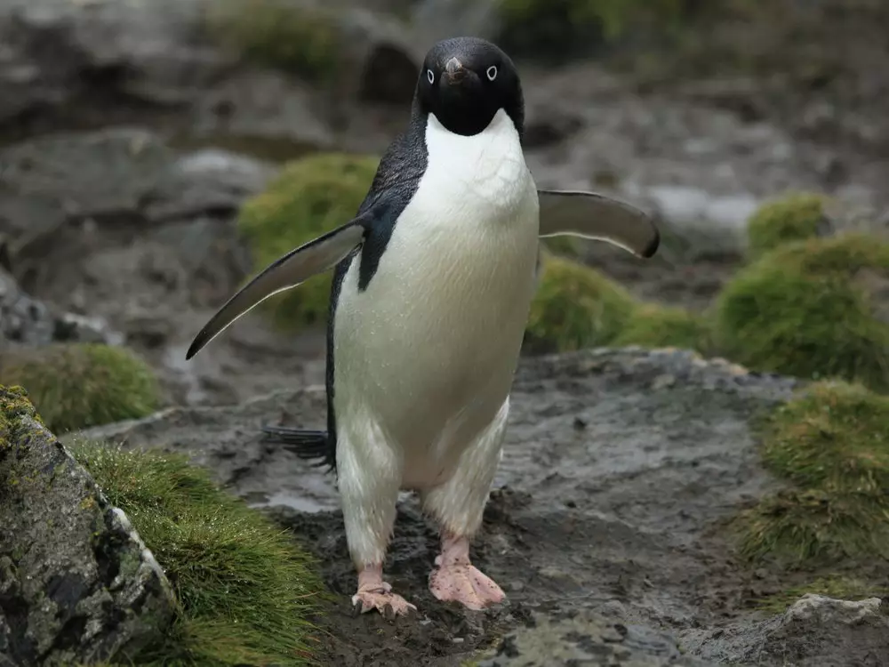 Pawb Ond Dau Gyw Adélie Penguin yn Marw yn Nhymor Magu "Trychinebus".