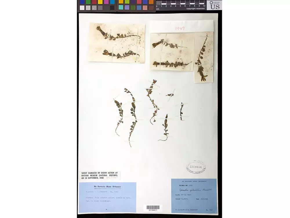 A Smithsonian Nemzeti Természettudományi Múzeumban való tartózkodása előtt ez a préselt növény (Cyananthus macrocalyx subspecies spathulifolius) a londoni Természettudományi Múzeumban volt, ahol túlélte a második világháború alatti bombázást (Fotó forrása: Ingrid P. Lin, Smithsonian).