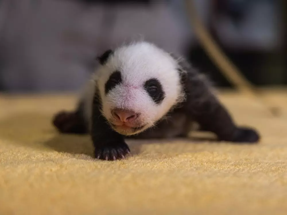 Wêrom is it in DNA-test nedich om it geslacht fan in Panda Cub te bepalen