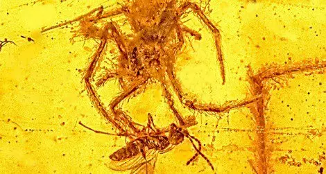 100 miljonus gadus vecs zirneklis, kas noķerts, uzbrukot savam laupījumam