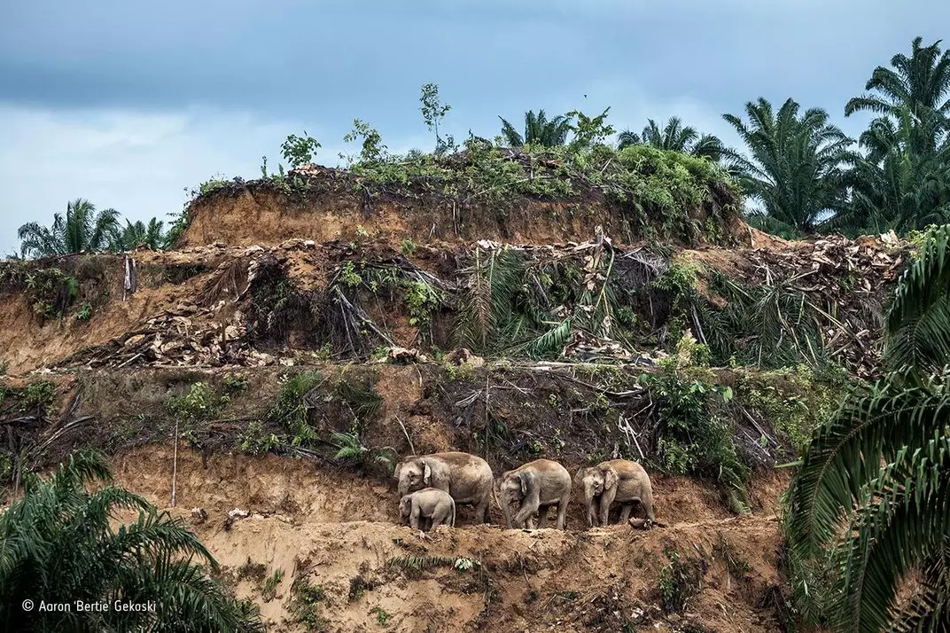 පාම්-තෙල් දිවි ගලවා ගත් අය