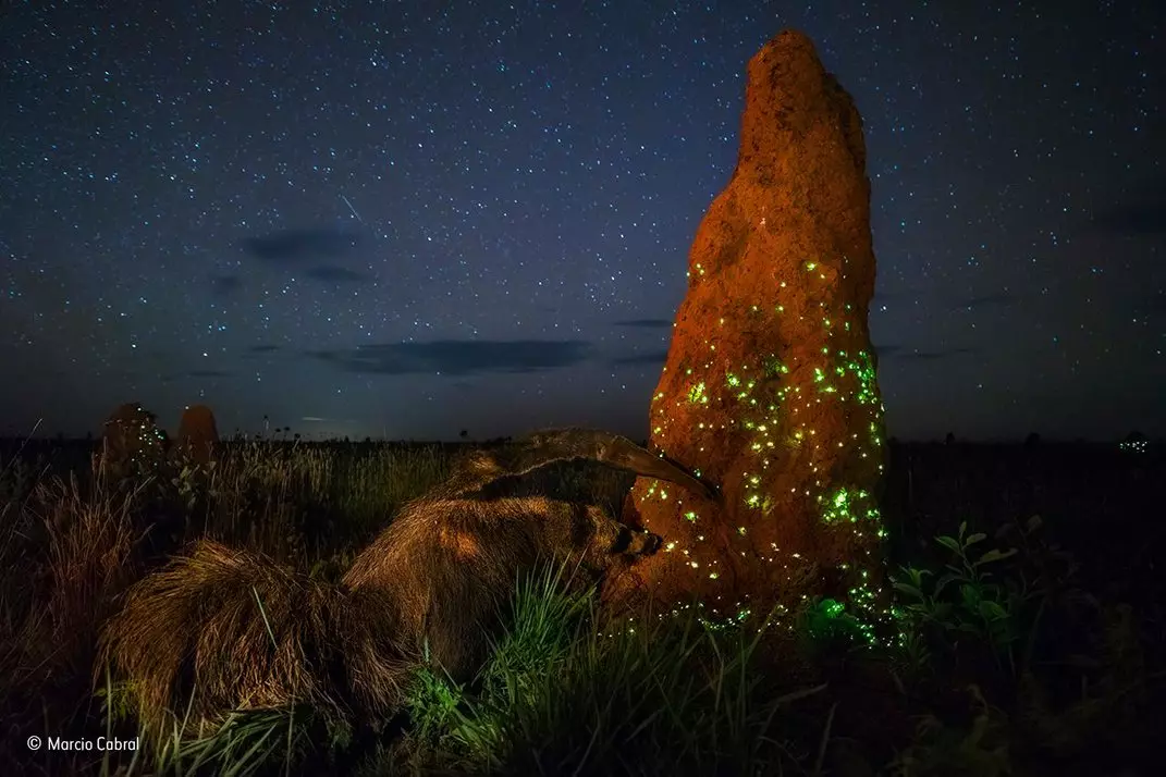 Natteraideren