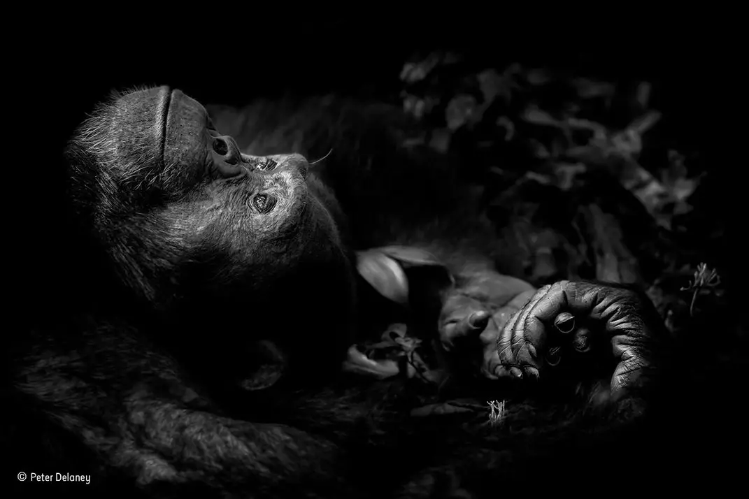 Табияттын трагедиясы жана сулуулуктары быйылкы жылдын эң мыкты жапайы жаратылыш фотосүрөттөрүндө 17527_6