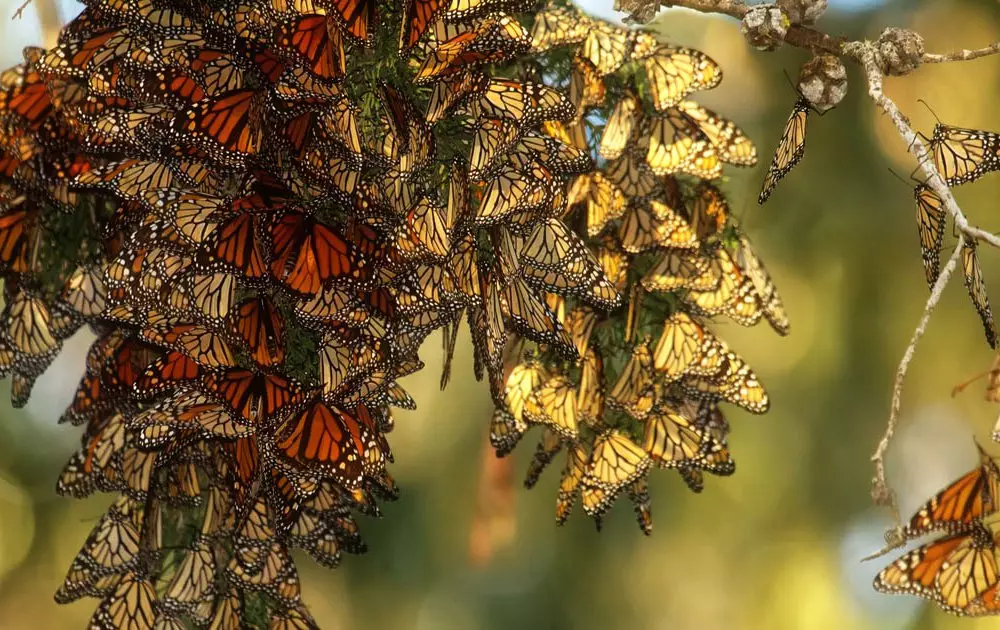 Die beste plek om te kyk hoe Monarch Butterflies migreer, kan hierdie klein stranddorpie in Kalifornië wees