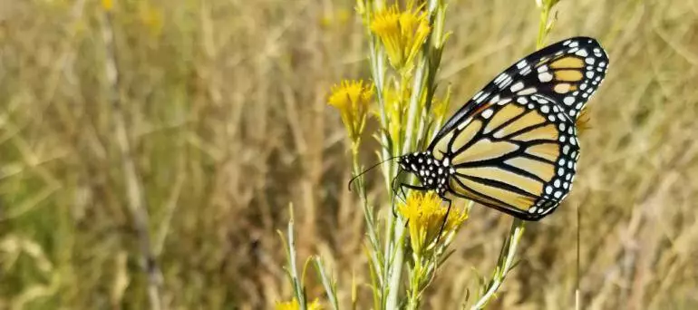 Monarch nectaring