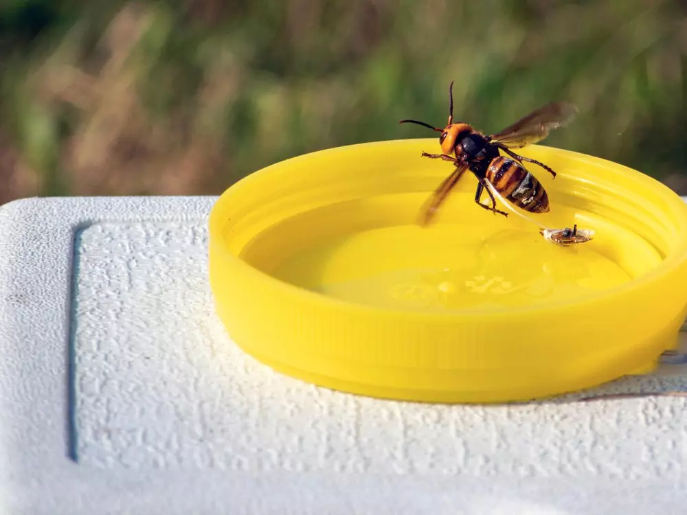 Một con ong bắp cày khổng lồ châu Á còn sống bay lượn nhưng không thể bay đi khi một thiết bị theo dõi được một nhà nghiên cứu đặt ở phía sau gần Blaine, Washington
