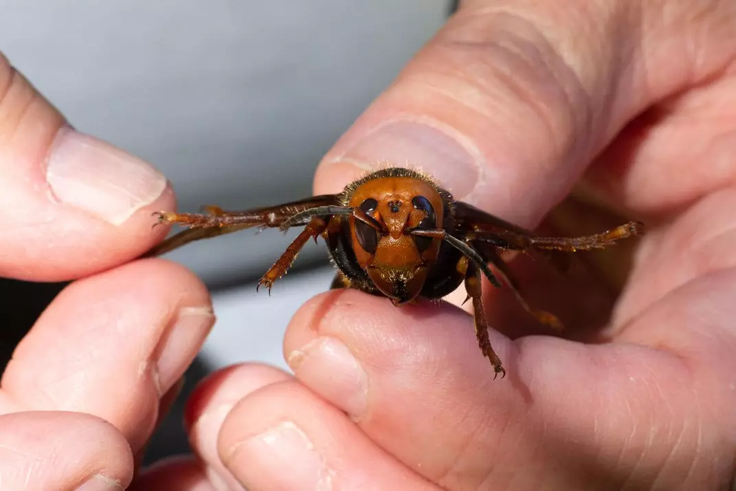 Misalin wani mataccen Giant Hornet na Asiya da ya mutu daga Japan