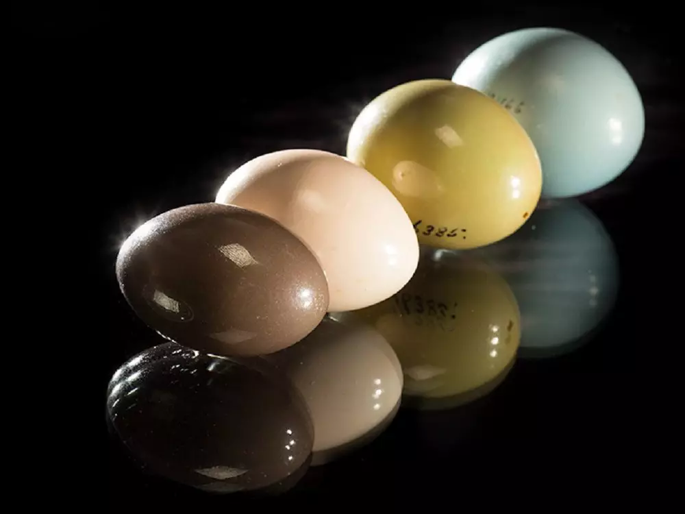 Vergiss dieses Ostern alles, was du über die Eiersuche weißt