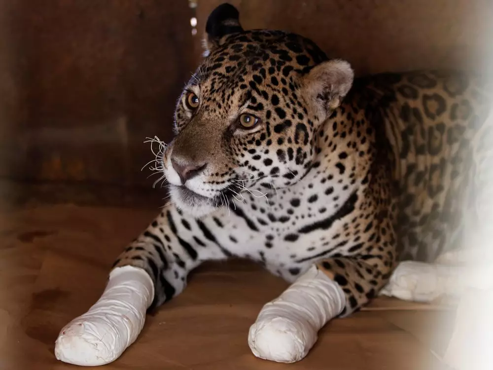Såret leopard etter behandling ved et dyrevernsenter i delstaten Goias i Brasil