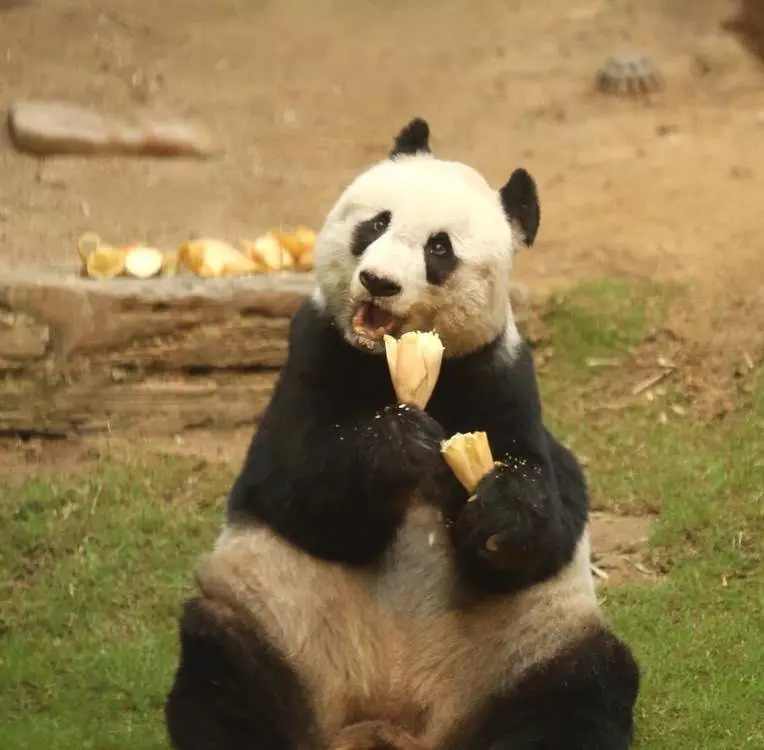 Addio, Jia Jia: il panda in cattività più vecchio del mondo muore all'età di 38 anni