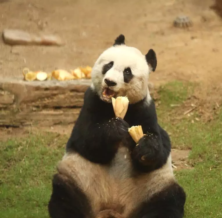 Ardievu, Dzja Dzja: Pasaulē vecākā nebrīvē turētā panda mirst 38 gadu vecumā