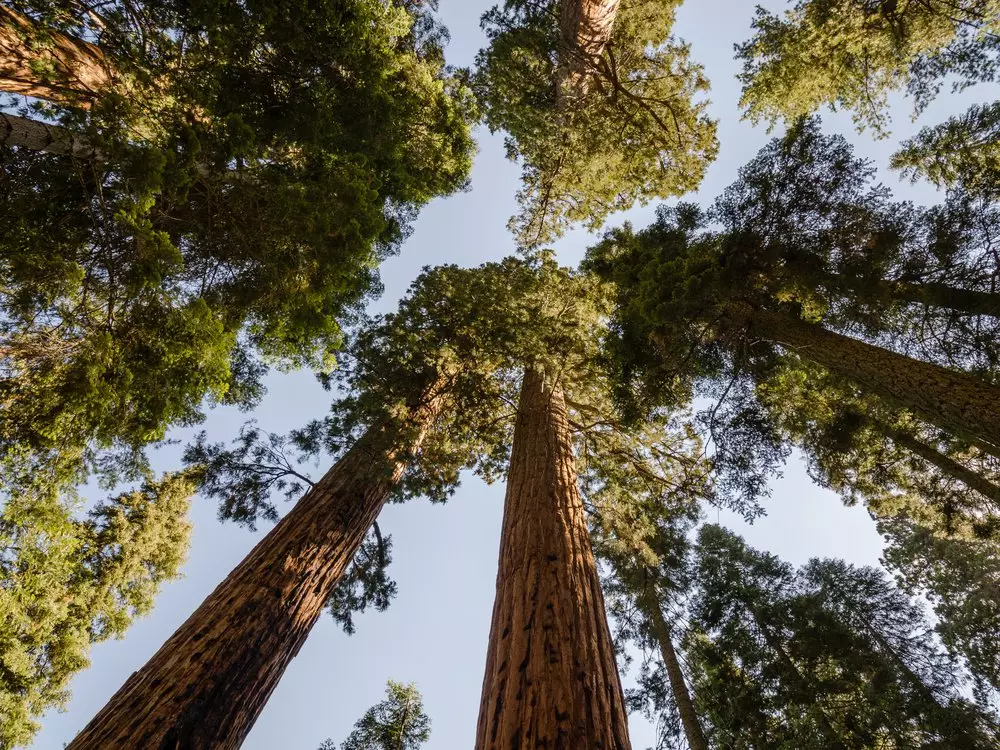 Memandang ke atas rimbunan pokok sequoia gergasi dengan kulit coklat kemerahan.