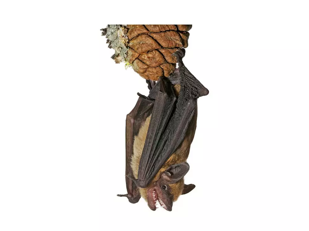 Bat Upside Down