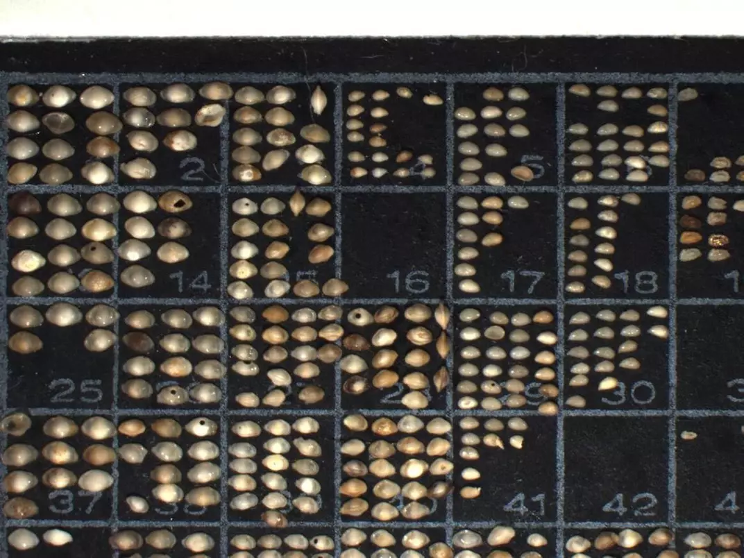 स्लाईडवर ऑस्ट्राकोडची सूक्ष्मदर्शक प्रतिमा.