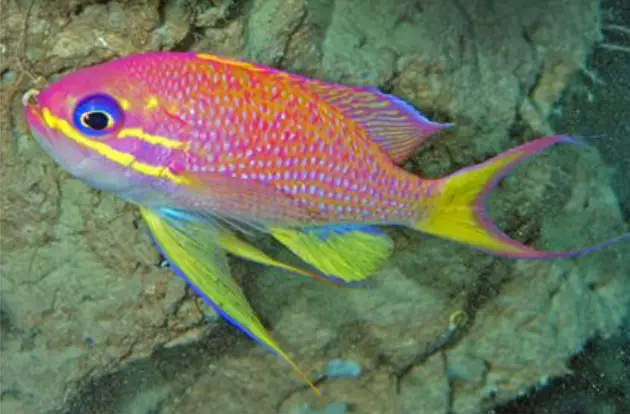 Fargerik fisk (Anthias asperilinguis) under vann i den nylig beskrevne rarifotiske sonen i Det karibiske hav.