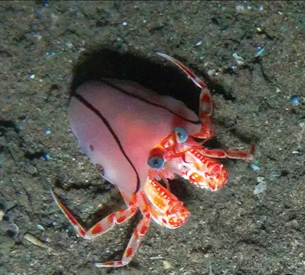 סרטן נזיר שמיכה עונדת כלנית אדומה (Paguropsis confusa) צולם מול החוף של העיר דרבן בדרום אפריקה
