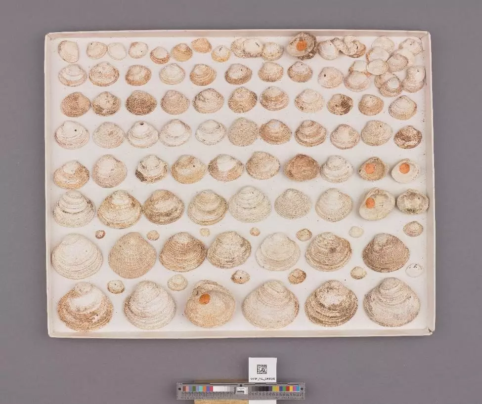 Scatola di conchiglie fossilizzate bianche e crema del Cenozoico su sfondo grigio