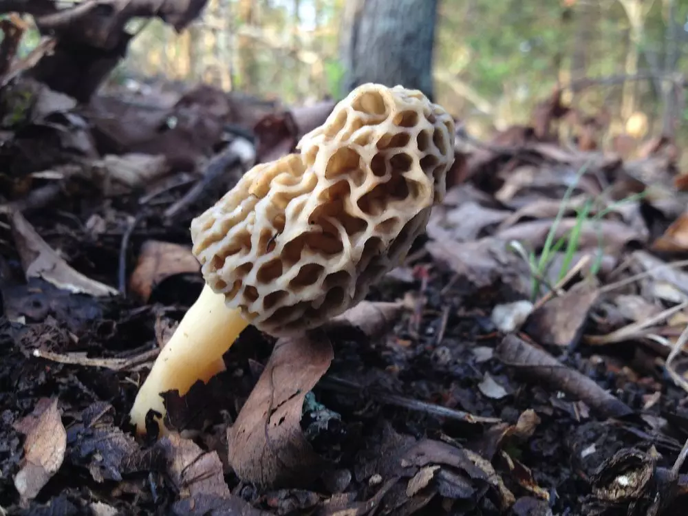 tshaib plab rau Morel Mushrooms? Lub taub hau rau Yosemite