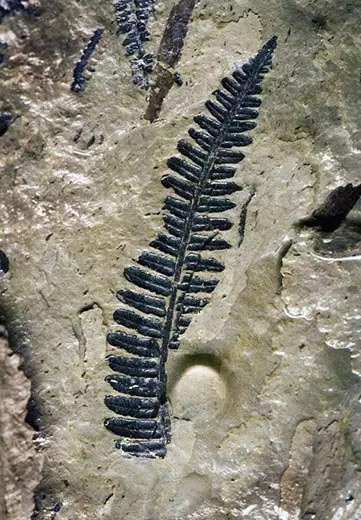 Dünyanın En Büyük Fosil Yaban Hayatı 17652_2