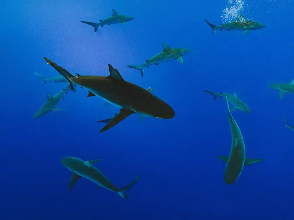 काँप्ने, वा १३ शार्कहरूको समूह, खुला समुद्रमा पौडी खेल्छ। पानी स्पष्ट र उज्यालो नीलो छ, र शार्कहरू