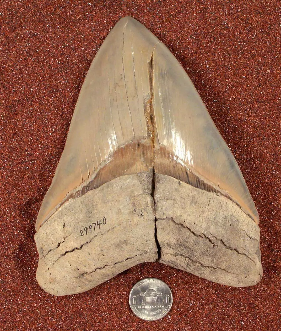 巨齿鲨化石
