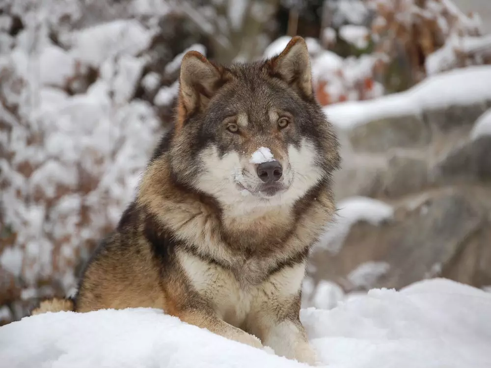Mengapa Serigala Bekerja Sama Sementara Anjing Liar Tidak