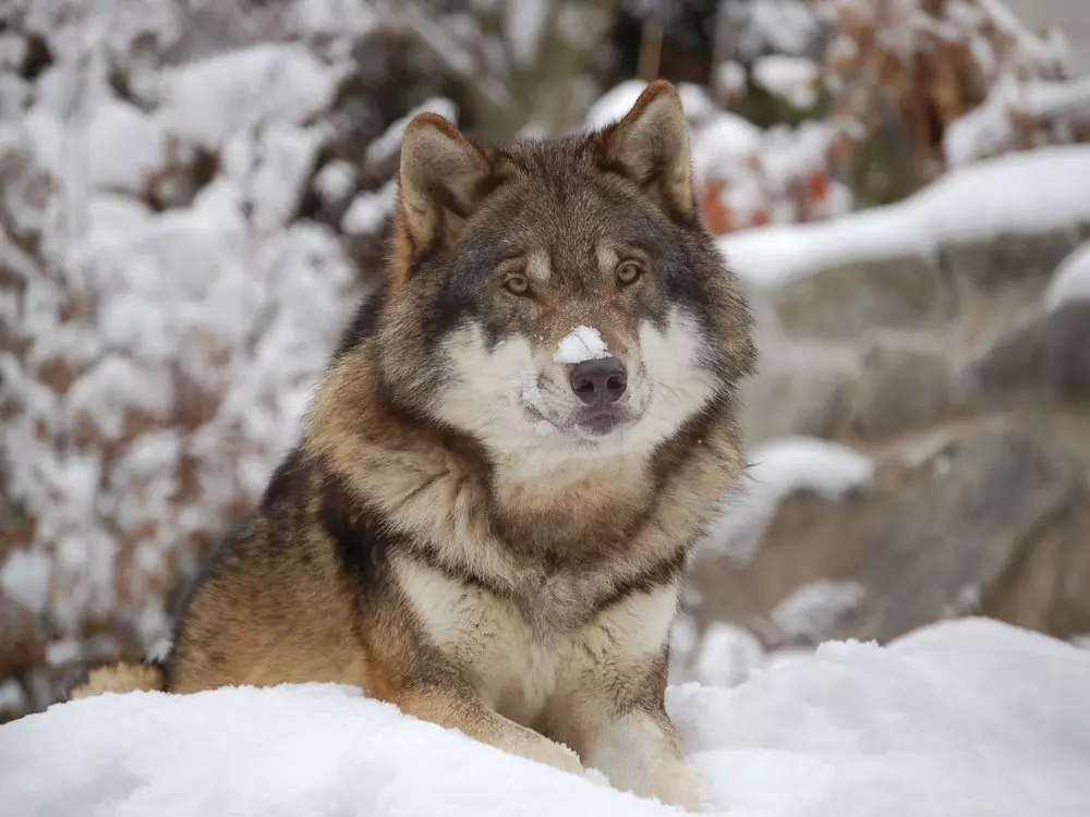 Bakit Nagtutulungan ang Mga Lobo Habang Ang Ligaw na Aso ay Hindi