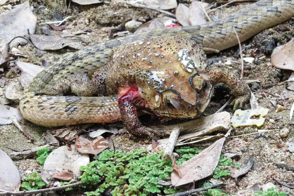 ککری سانپ میںڑک کھا رہا ہے۔