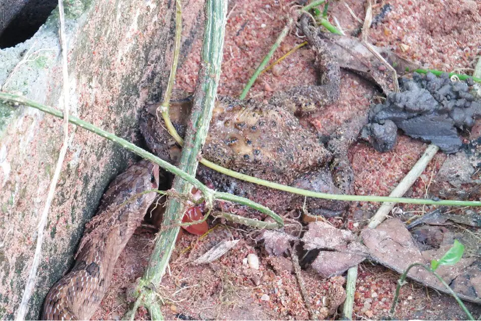 Ular kukri memakan organ tubuh katak