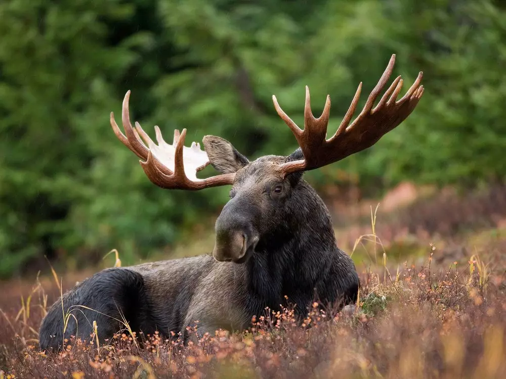 Canavarlar Beyin qurdunu - Yayılan maralları Minnesotadakı moose populyasiyalarından uzaqlaşdırır