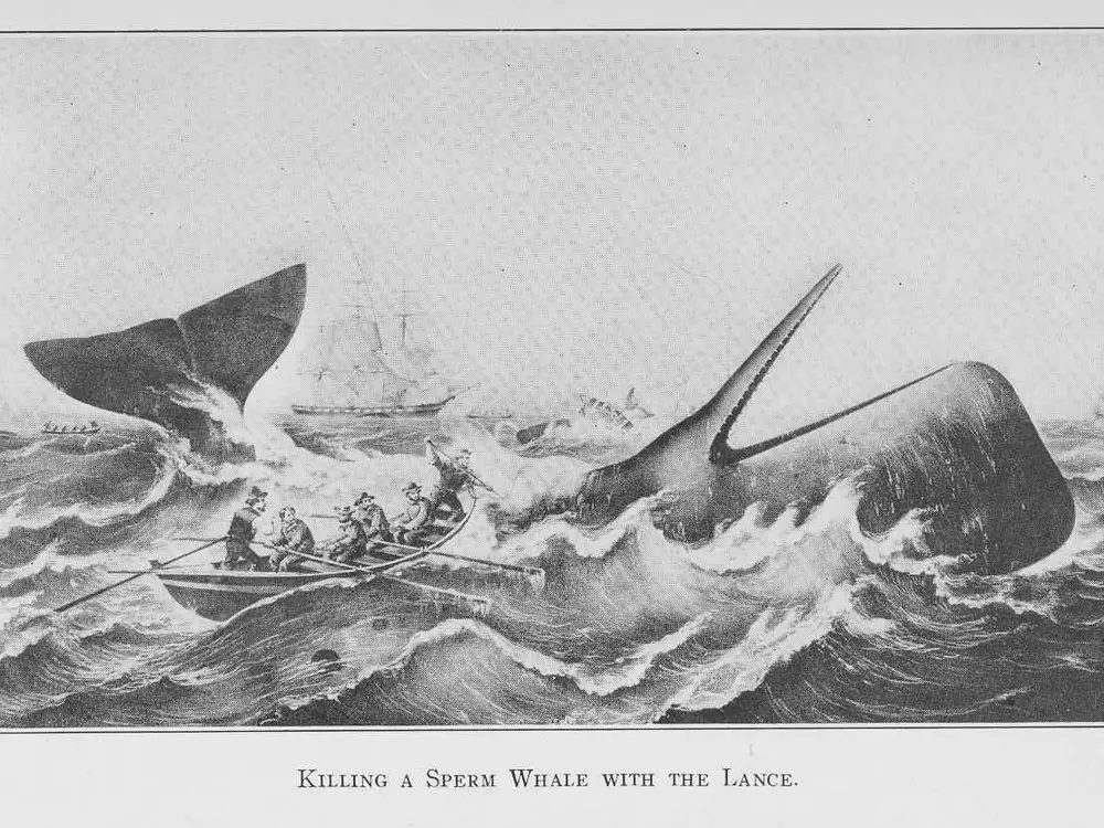 The Real-Life Whale That Gave Moby Dick His Name