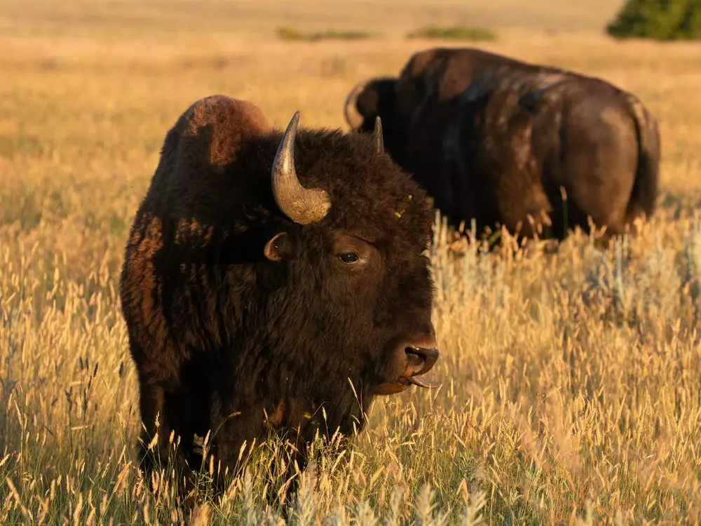 Comprender los hábitos alimenticios de los bisontes podría ayudar a la conservación de las aves