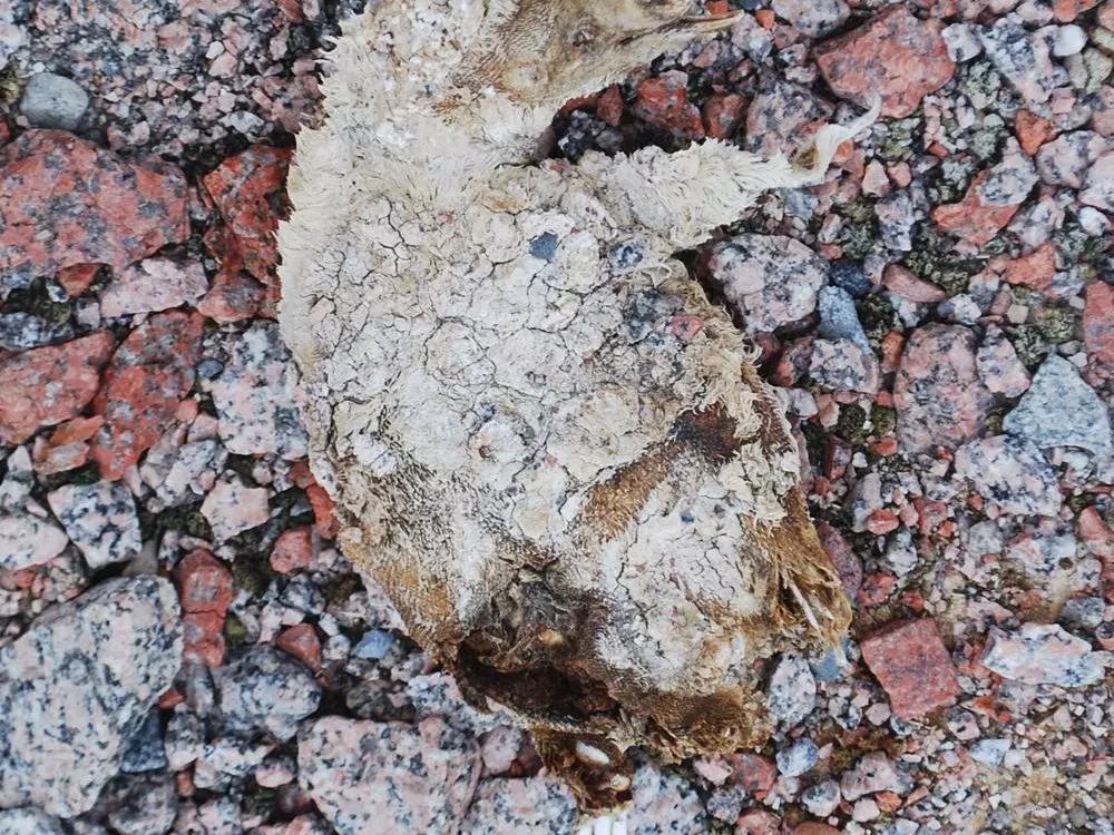 Ce poussin manchot Adélie a vécu il y a 800 ans et a été préservé dans la glace. Ses plumes et sa peau brun clair sont encore intactes et il repose sur une couche de roches grises, rouges et noires mouchetées.