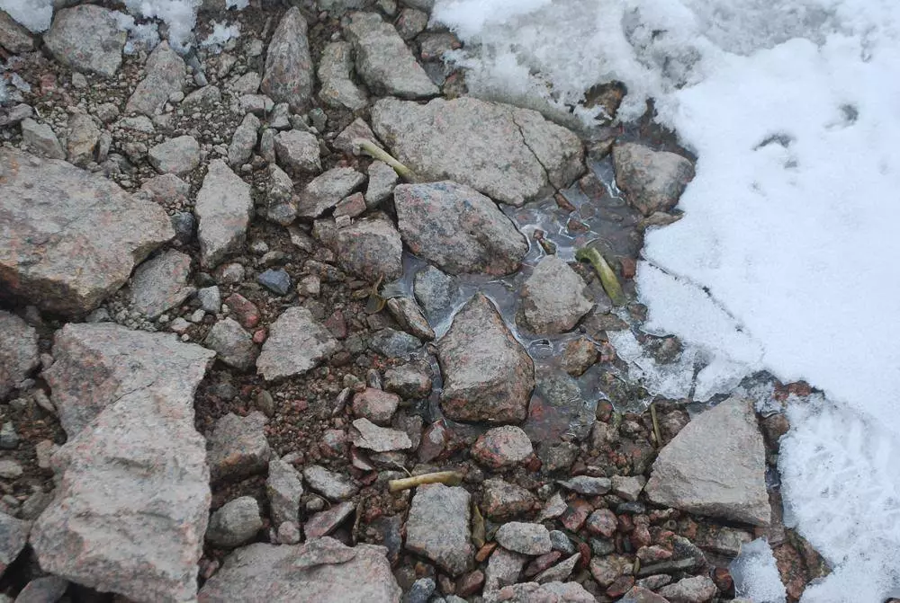 Ulike pingvinbein er på den våte bakken, omgitt av steiner og en flekk med snø.