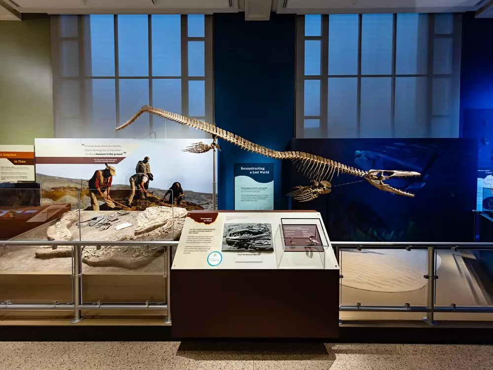 史密森尼国家自然历史博物馆的一个新展览揭示了数百万年前，大规模的自然力量如何为现实生活中的海怪在南大西洋盆地形成后不久就在其繁衍生息创造了条件。 “海怪出土”让游客有机会潜入白垩纪安哥拉凉爽的沿海水域，检查曾经生活在那里的引人注目的海洋爬行动物的化石，并了解继续塑造海洋和陆地生命的力量。 （史密森学会）