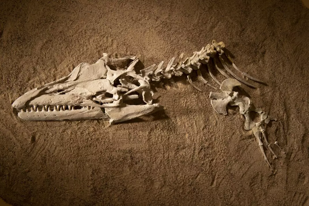 Dehenya refossil uye skeleton yeimwe mosasaur, Angolasaurus bocagei