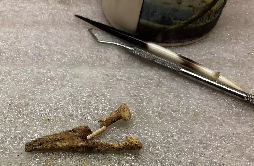 Isang porcupine quill at dental pick na ginagamit ng Project intern na si Myria Perez para maghanda ng mga fossil para ipakita.