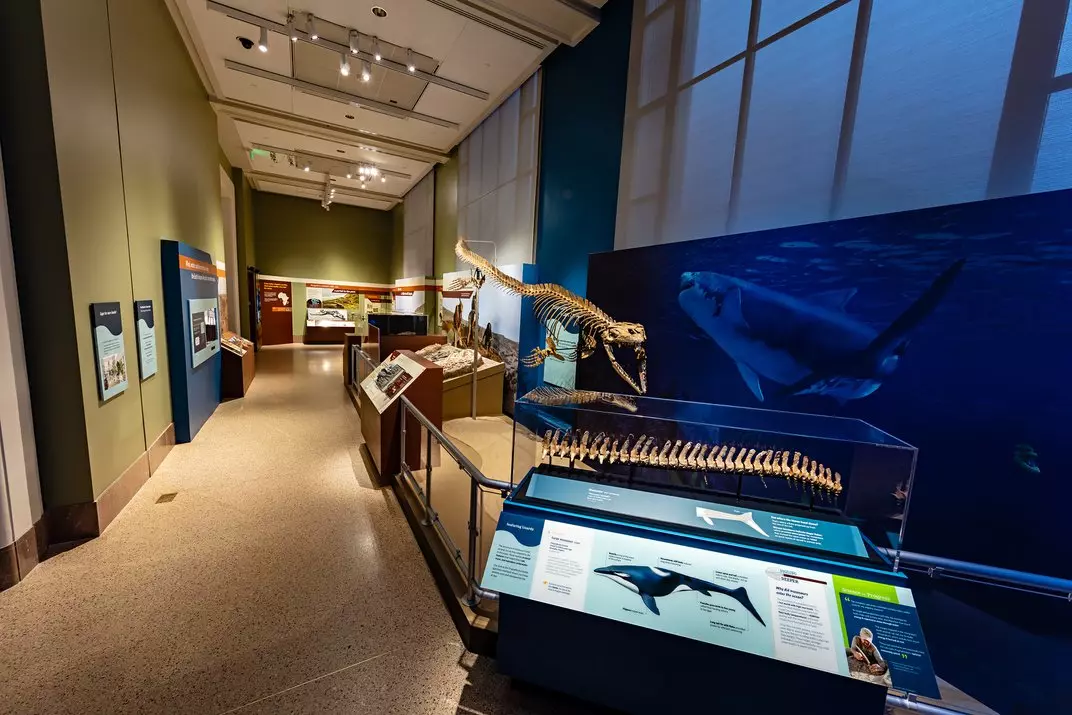 O fotografie largă a noii expoziții, Monștrii marini dezvăluiți. Expoziția prezintă o reconstrucție în mărime naturală a lui Prognathodon kianda, unul dintre cei mai completi mosasauri individuali găsiți vreodată.
