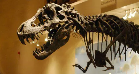 Odwiedzający spacerują w cieniu zrekonstruowanego tyranozaura w Narodowym Muzeum Historii Naturalnej w Smithsonian.