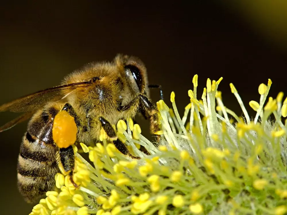 Ein Nahaufnahmefoto einer Biene, die Pollen von einer gelben Blume sammelt.